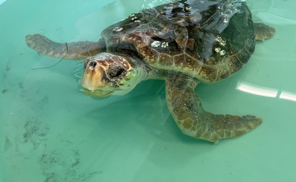 His Story – KoaKoa.life